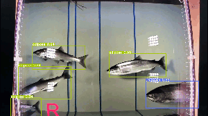 Using Computer Vision to Count Fish Populations (and Monitor ...