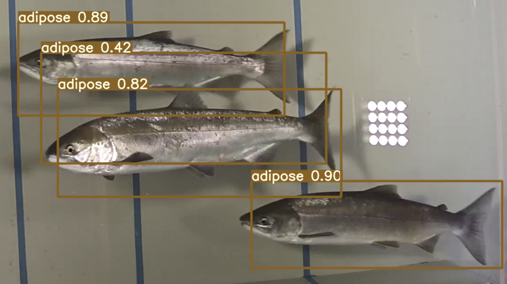 Using Computer Vision to Count Fish Populations (and Monitor ...