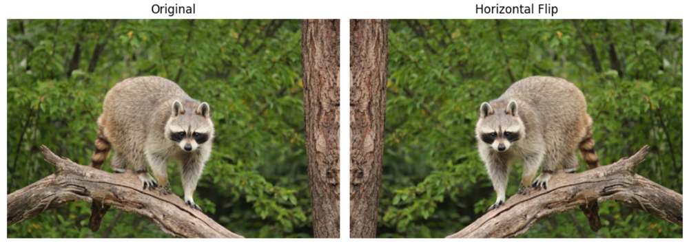 How to Use Albumentations for Computer Vision: Step By Step