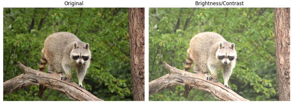 How to Use Albumentations for Computer Vision: Step By Step