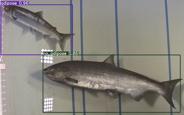 Using Computer Vision to Count Fish Populations (and Monitor ...